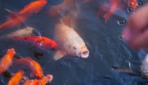 Chumming Secrets: The Ultimate Guide to Attracting More Fish (Legally!)