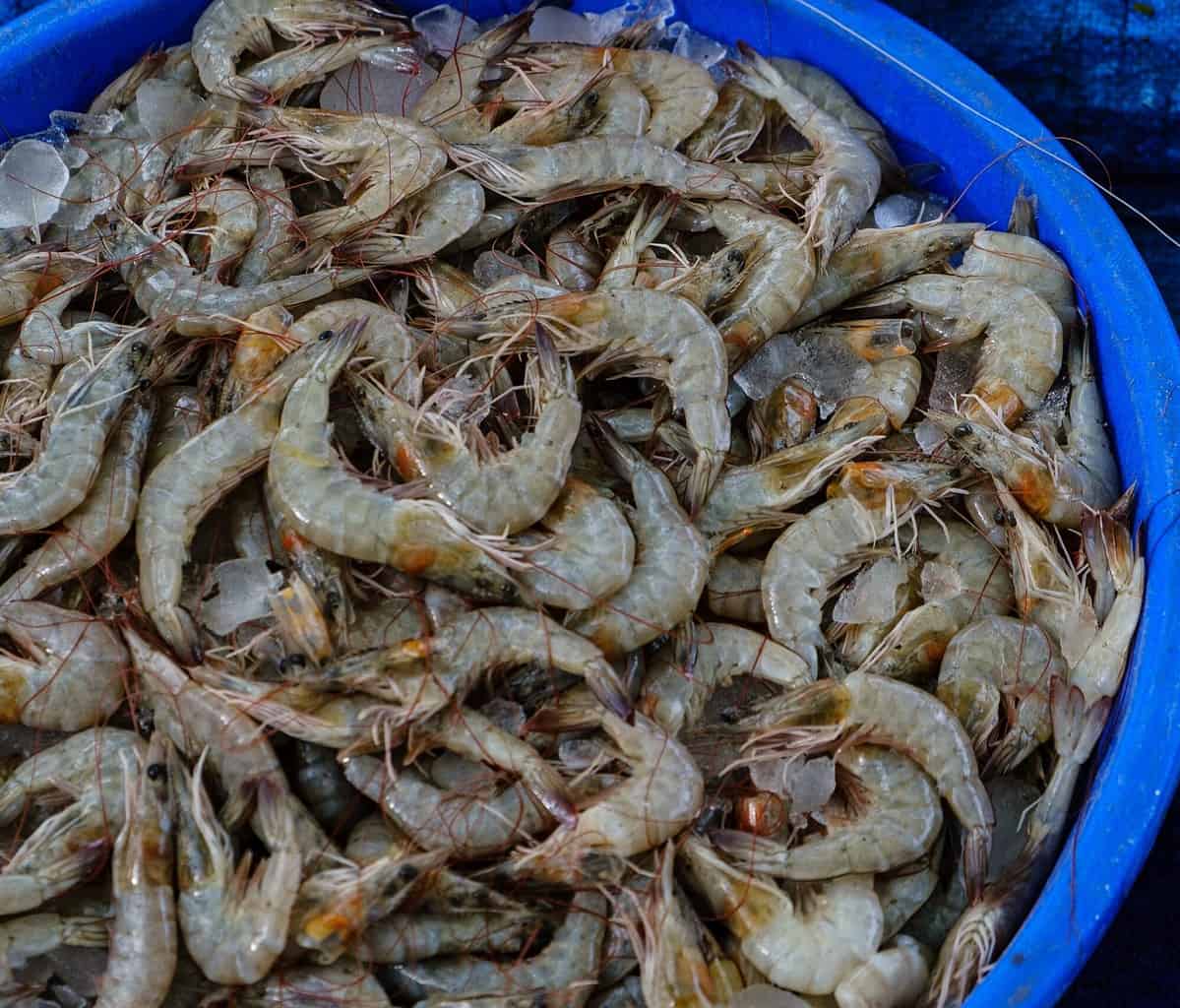 Using Shrimp for Catfish Bait: A Comprehensive Guide