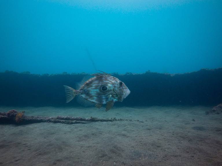 How to Catch John Dory (The Right Rigs & Bait)