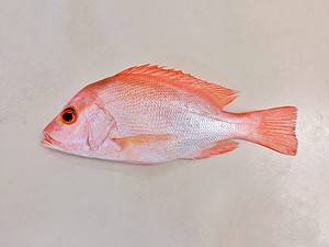Redfish vs Red Snapper: Key Differences, Taste & Rules